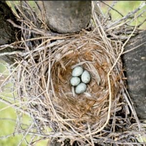 American Crow – Pajarito Environmental Education Center