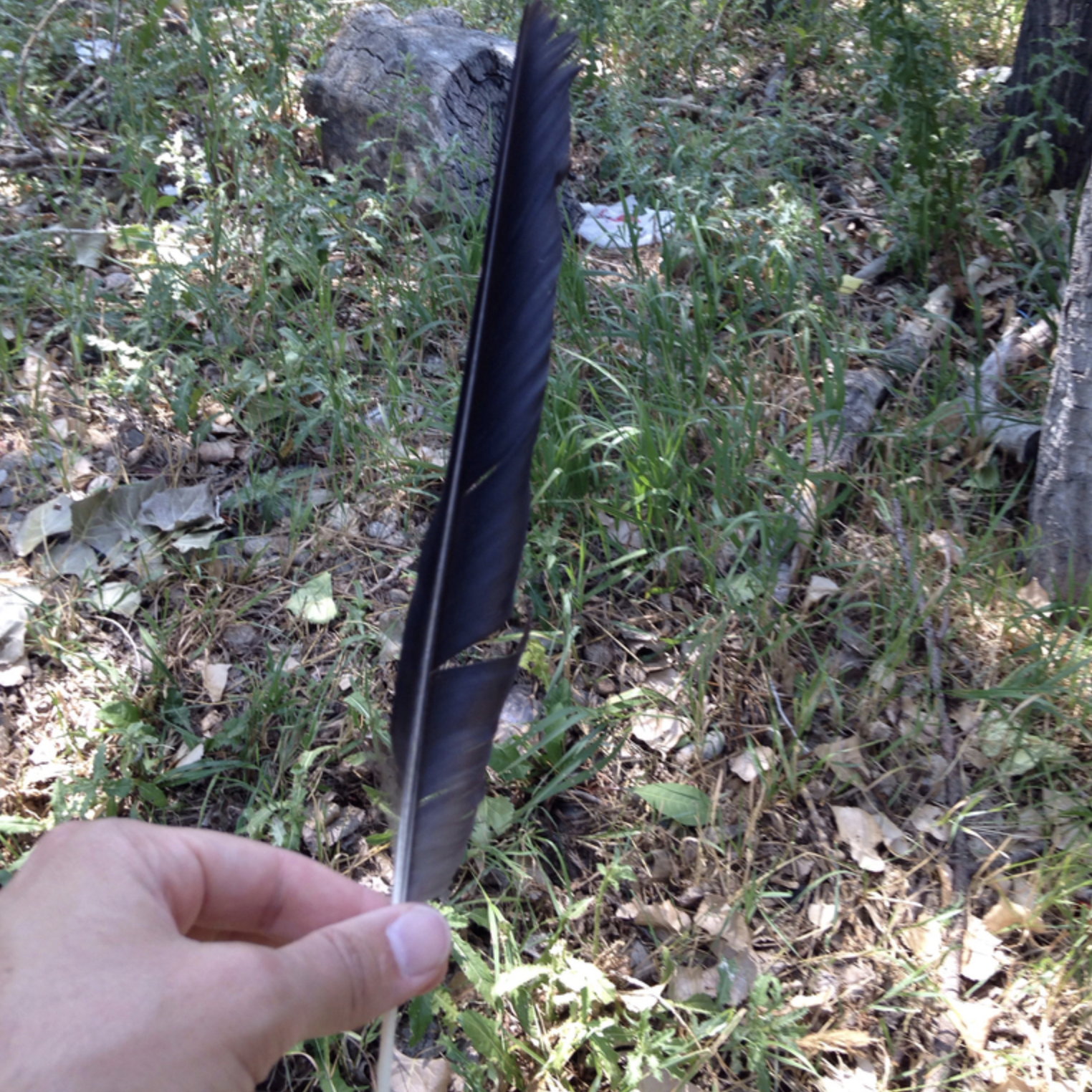 American Crow – Pajarito Environmental Education Center