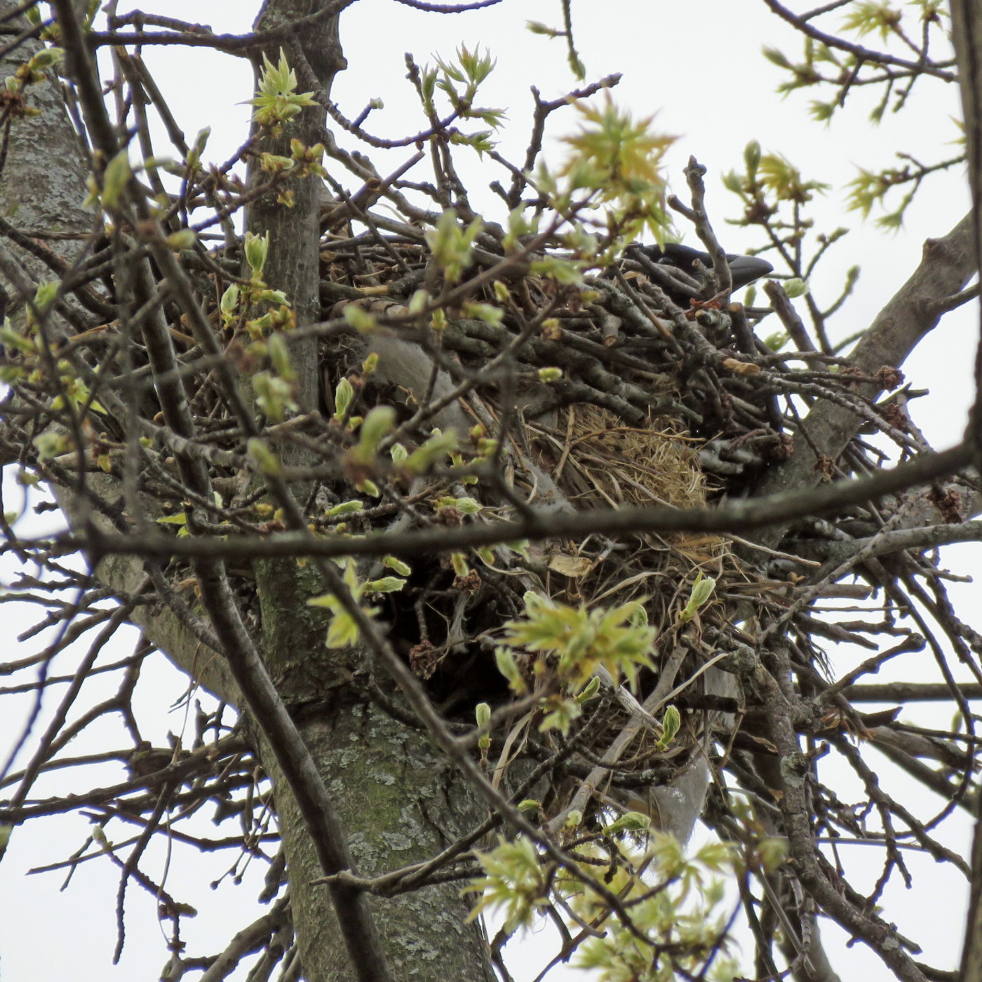 American Crow – Pajarito Environmental Education Center