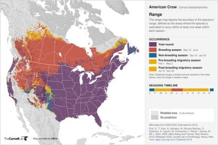 American Crow – Pajarito Environmental Education Center