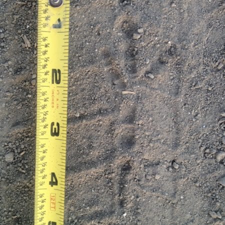 American Crow – Pajarito Environmental Education Center