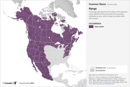 Common Raven – Pajarito Environmental Education Center