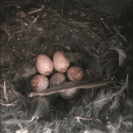 White Breasted Nuthatch – Pajarito Environmental Education Center