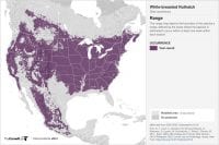 White Breasted Nuthatch – Pajarito Environmental Education Center