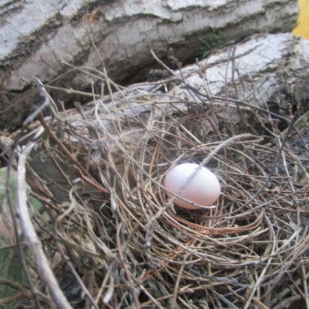 Eurasian Collared-Dove – Pajarito Environmental Education Center