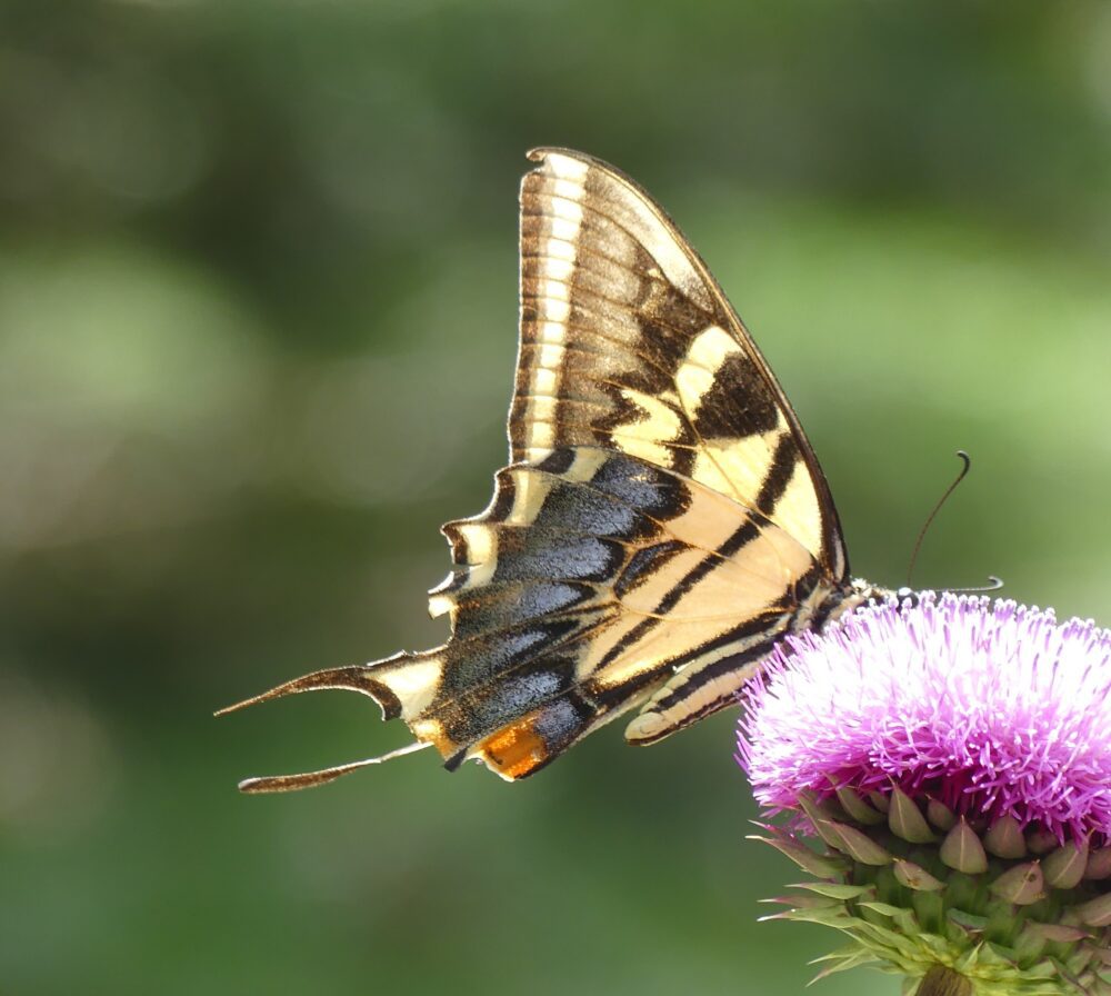 Butterflies of New Mexico: The Swallowtails (Papilionidae) – Pajarito ...