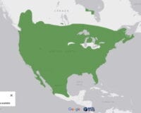 Bobcat – Pajarito Environmental Education Center