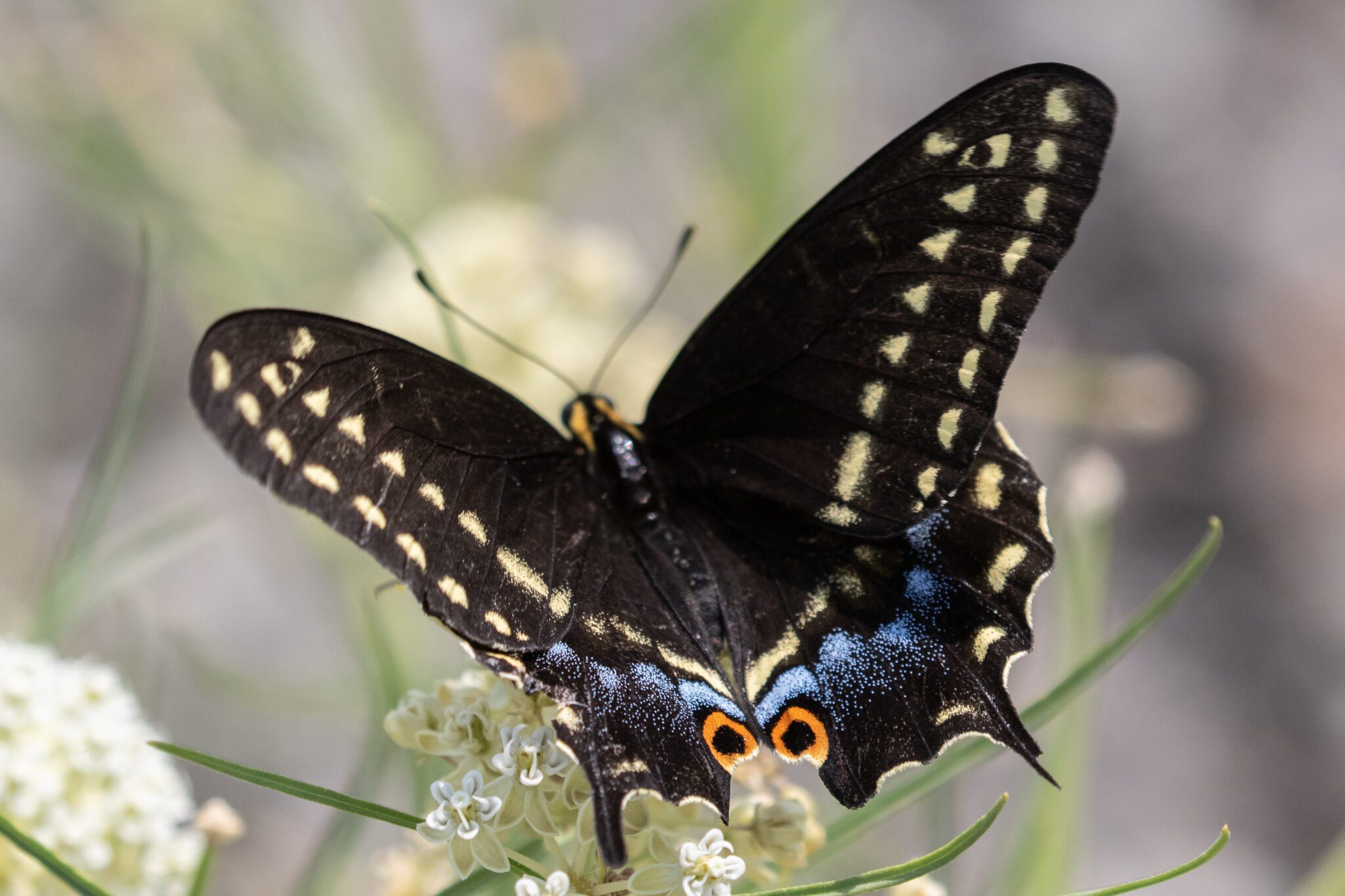 Butterflies of New Mexico: The Swallowtails (Papilionidae) – Pajarito ...