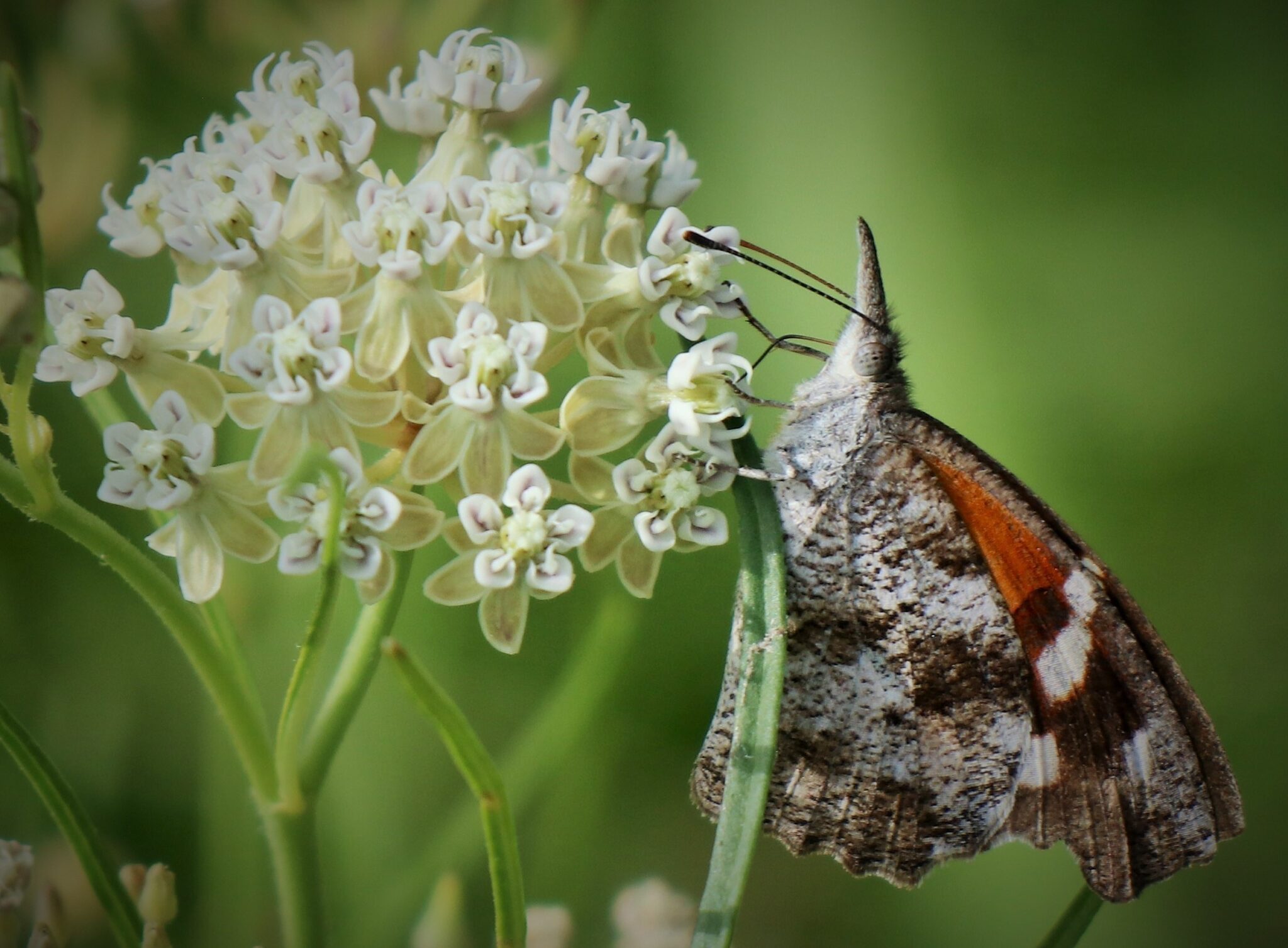 Summer Butterfly Explosion – Pajarito Environmental Education Center