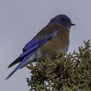 Western Bluebird – Pajarito Environmental Education Center