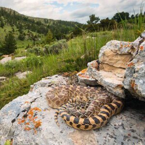 Bullsnake – Pajarito Environmental Education Center