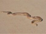 Bullsnake – Pajarito Environmental Education Center