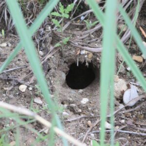 Bullsnake – Pajarito Environmental Education Center
