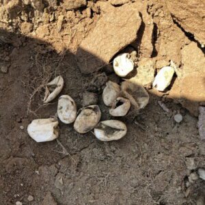 Bullsnake – Pajarito Environmental Education Center