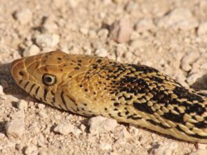 Bullsnake – Pajarito Environmental Education Center