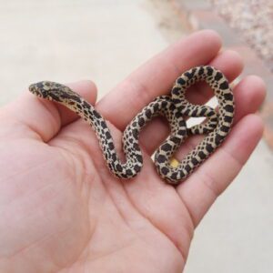 Bullsnake – Pajarito Environmental Education Center