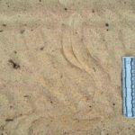 Bullsnake – Pajarito Environmental Education Center