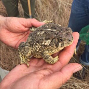 Woodhouse’s Toad – Pajarito Environmental Education Center