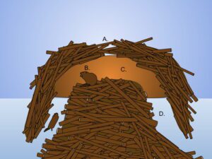 North American Beaver – Pajarito Environmental Education Center