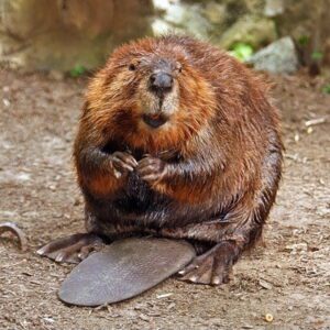 North American Beaver – Pajarito Environmental Education Center