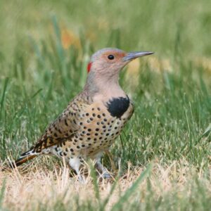 Northern Flicker – Pajarito Environmental Education Center