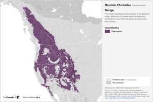 Mountain Chickadee – Pajarito Environmental Education Center