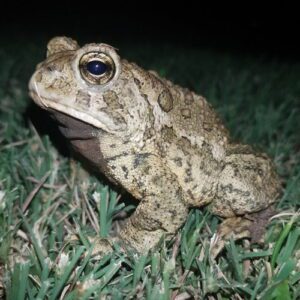 Woodhouse’s Toad – Pajarito Environmental Education Center