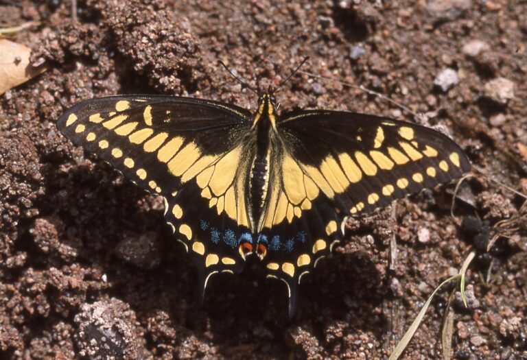 Butterflies of New Mexico: The Swallowtails (Papilionidae) – Pajarito ...