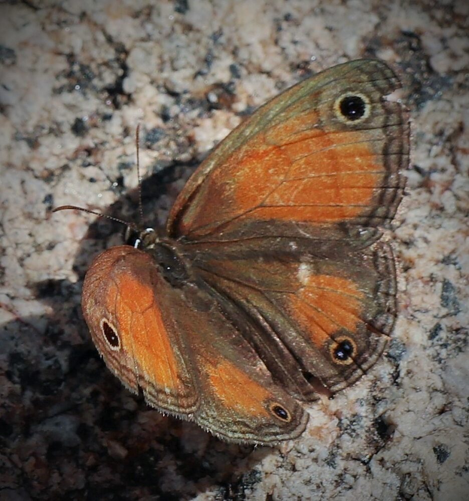 Butterflies of New Mexico: The Brushfoots X: The Satyrs (Nymphalidae ...