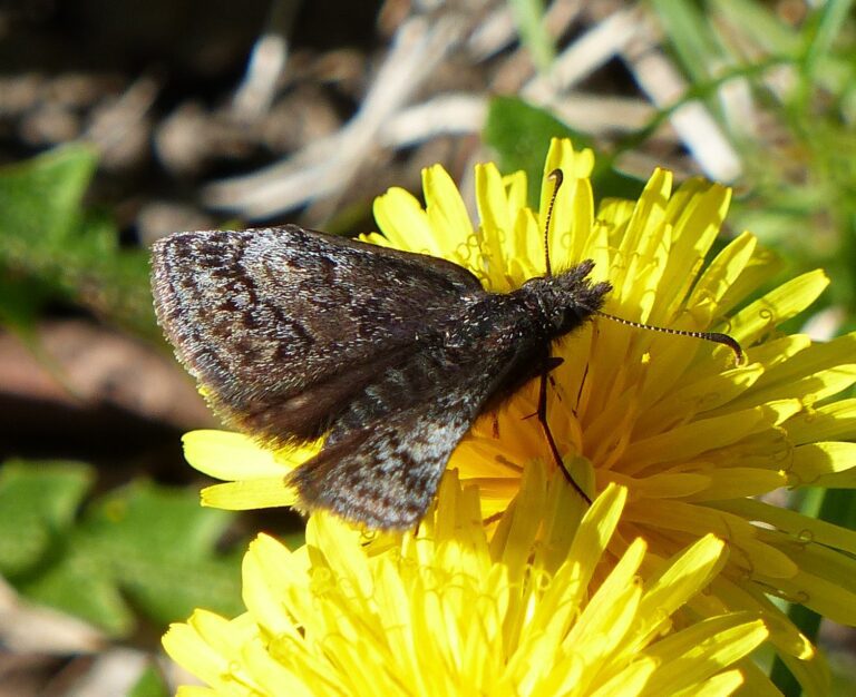 Our Wild Butterfly Rumpus – Pajarito Environmental Education Center