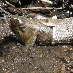 Western Terrestrial Garter Snake – Pajarito Environmental Education Center