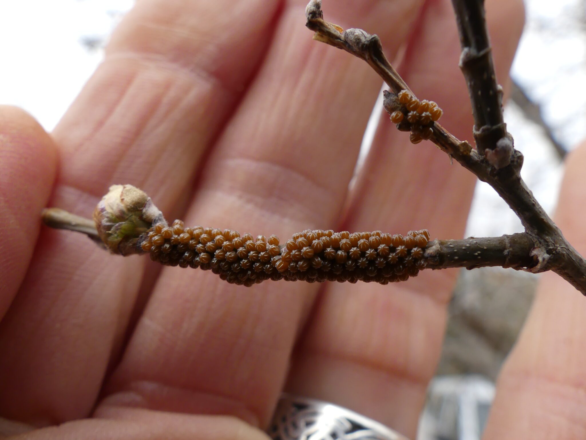 Our Wild Butterfly Rumpus – Pajarito Environmental Education Center