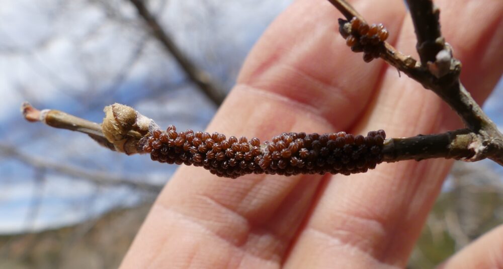 Our Wild Butterfly Rumpus – Pajarito Environmental Education Center