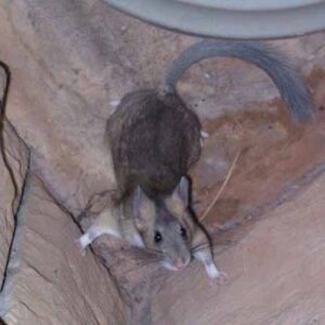 Woodrats – Pajarito Environmental Education Center