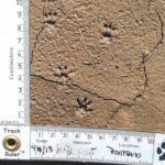 Woodrats – Pajarito Environmental Education Center