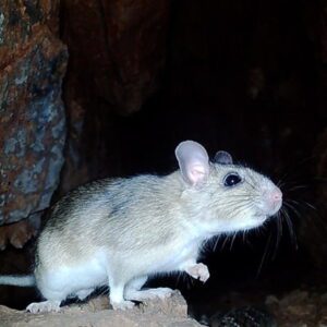Woodrats – Pajarito Environmental Education Center