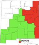 Western Box Turtle – Pajarito Environmental Education Center