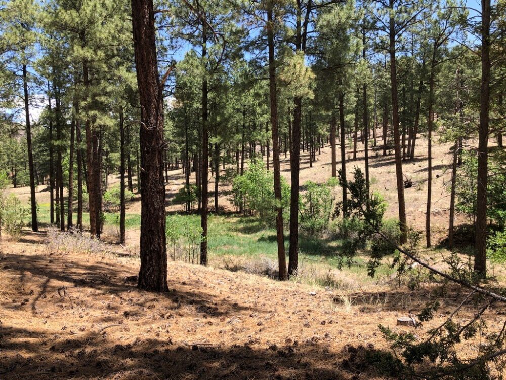 Take Five: A Perching Place Exercise – Pajarito Environmental Education ...