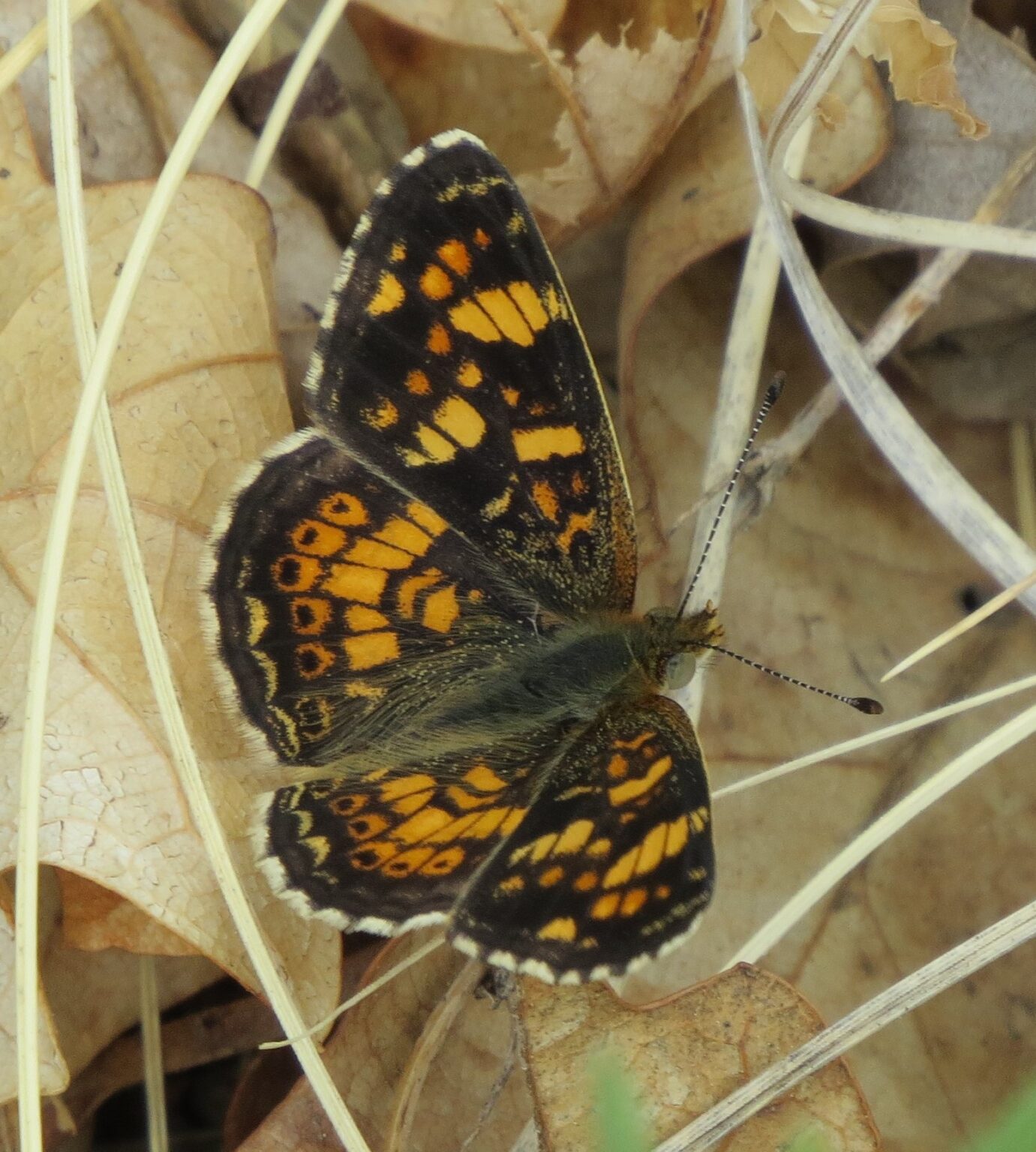 June Rains Bring July Butterflies? – Pajarito Environmental Education ...