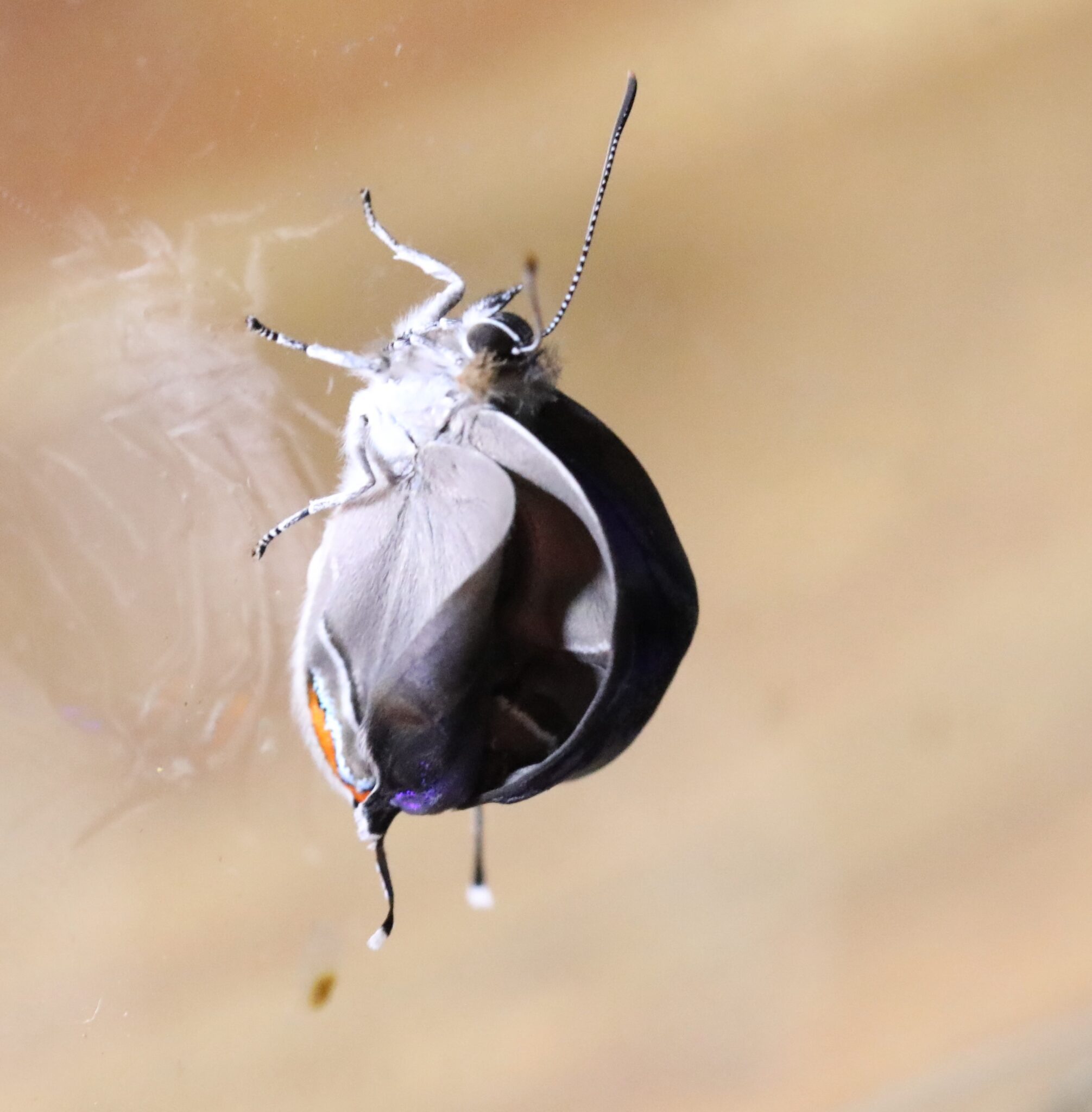 June Rains Bring July Butterflies? – Pajarito Environmental Education ...