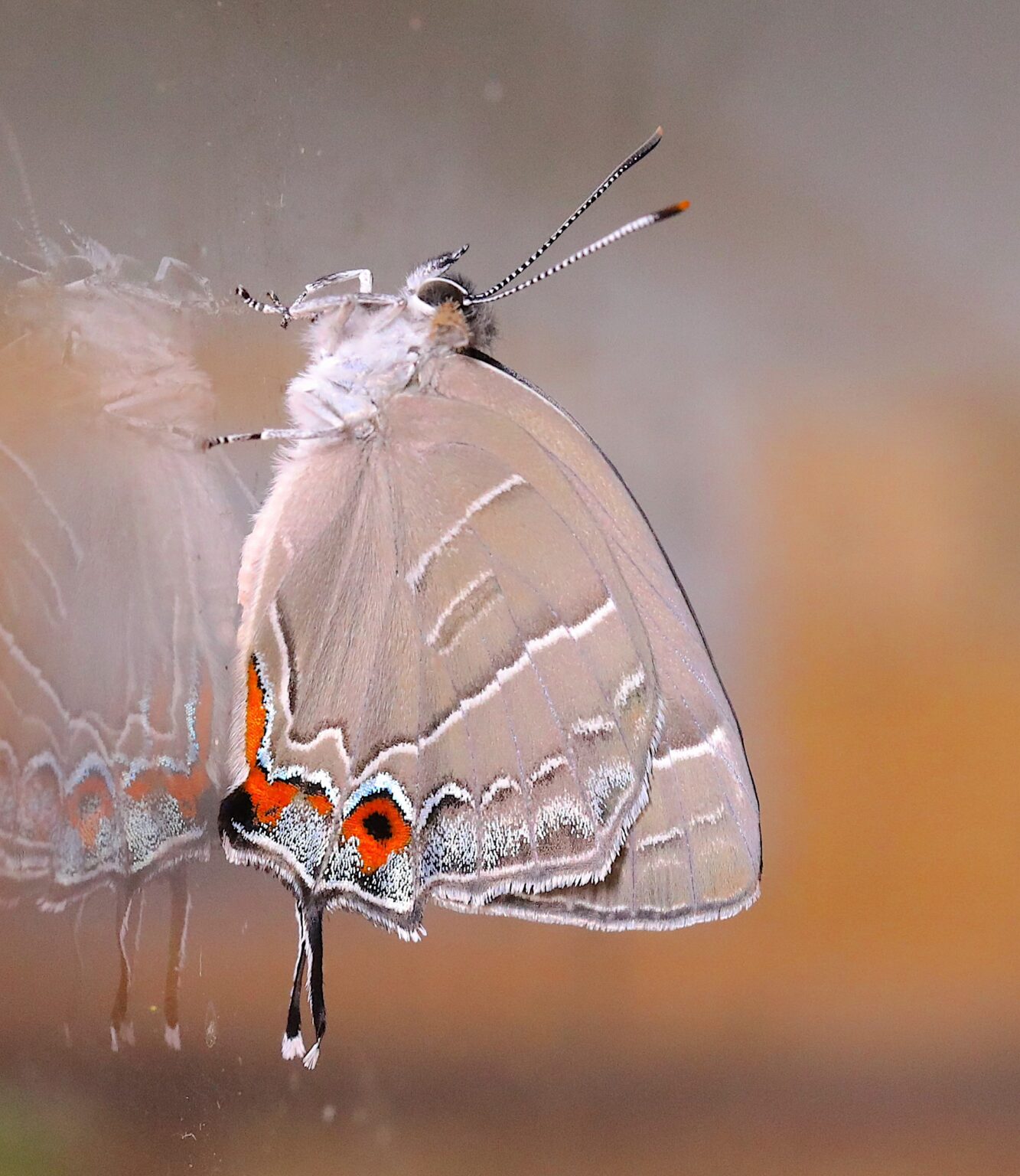 June Rains Bring July Butterflies? – Pajarito Environmental Education ...