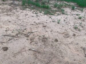 Digging Ants – Pajarito Environmental Education Center