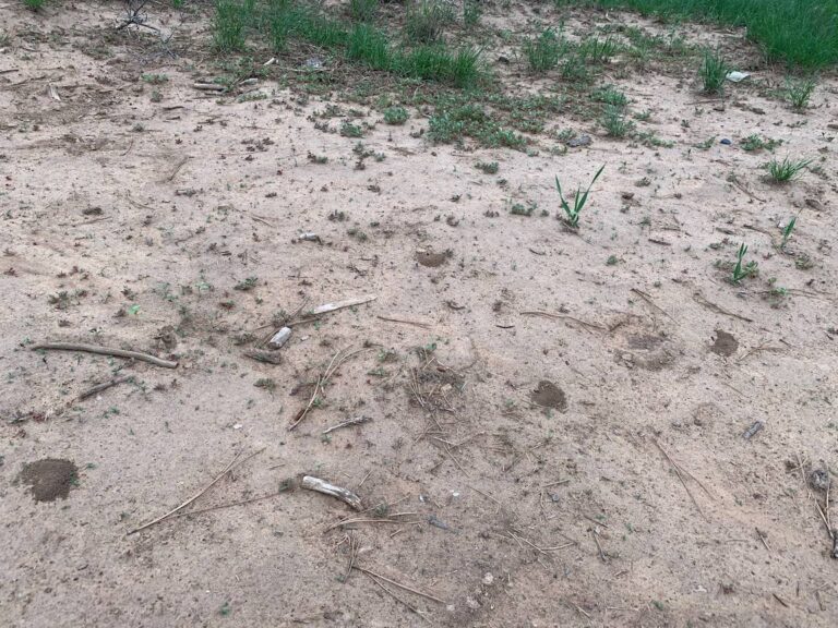 Digging Ants – Pajarito Environmental Education Center