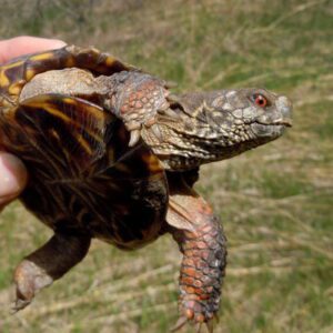 Western Box Turtle – Pajarito Environmental Education Center