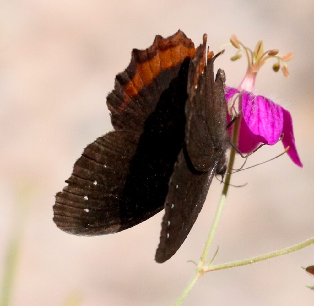 Butterflies of New Mexico: The Brushfoots X: The Satyrs (Nymphalidae ...