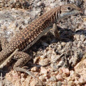 Whiptails – Pajarito Environmental Education Center