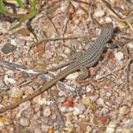 Whiptails – Pajarito Environmental Education Center