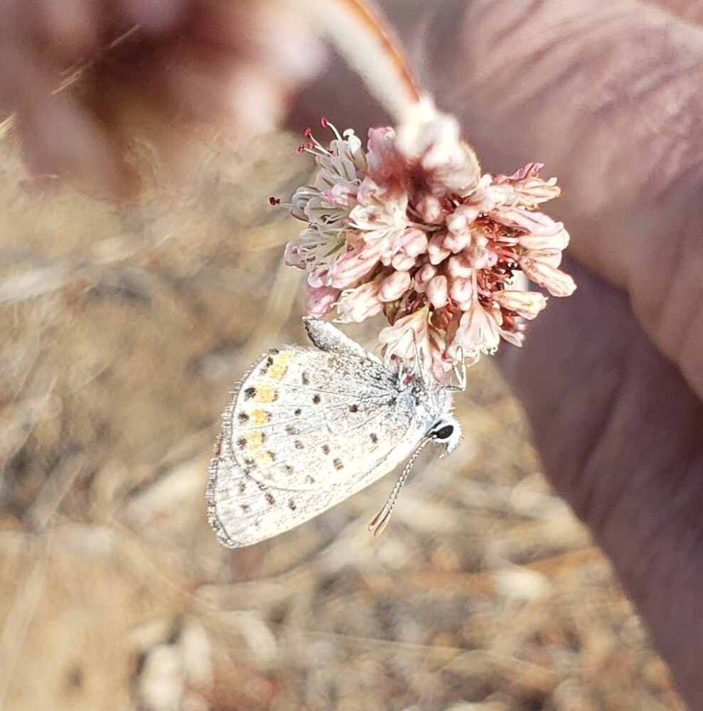 Chasing New Mexico Monarchs in California – Pajarito Environmental Education Center
