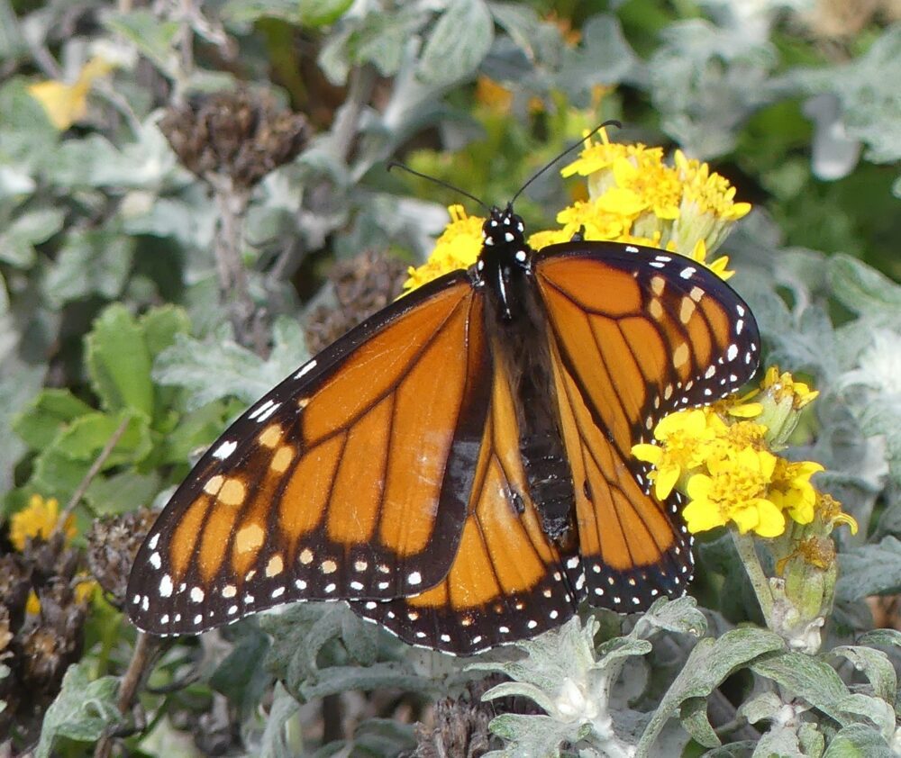 Chasing New Mexico Monarchs in California – Pajarito Environmental ...