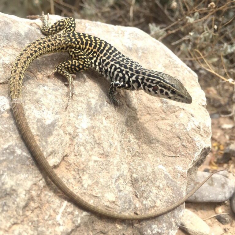 Whiptails – Pajarito Environmental Education Center